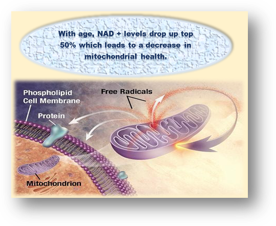 NAD Therapy Miami | Healthpark Medical Center